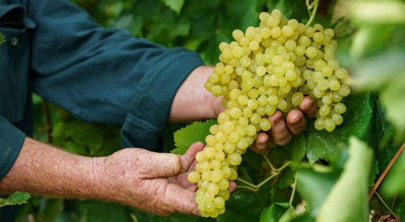 Australian Sultanas site goes live - Dried Fruits Australia