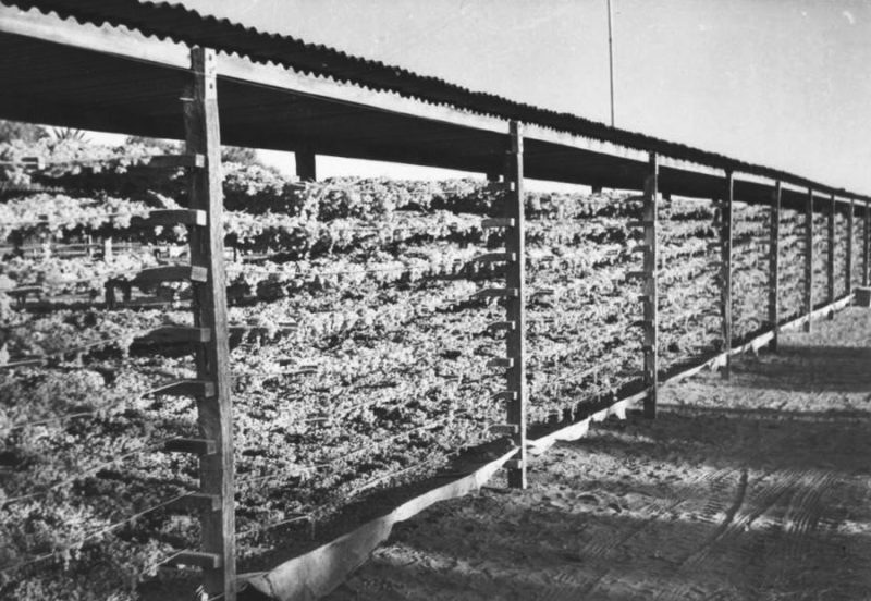 HISTORY - Dried Fruits Australia