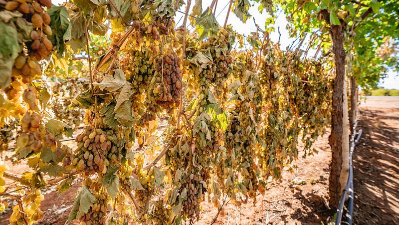 FROM VINE TO PLATE - Dried Fruits Australia