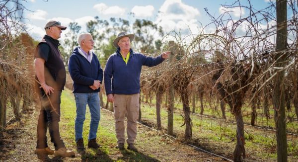 Dried grape industry leads new research - Dried Fruits Australia